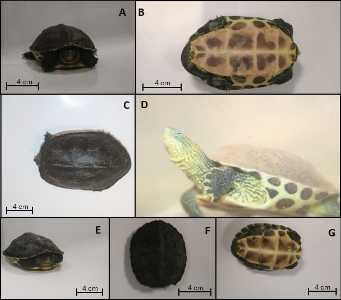 First records of Mauremys sinensis in Portugal: a consequence of ...