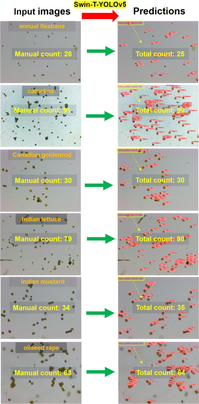 DeepPollenCount: a swin-transformer-YOLOv5-based deep learning method for pollen counting in ...