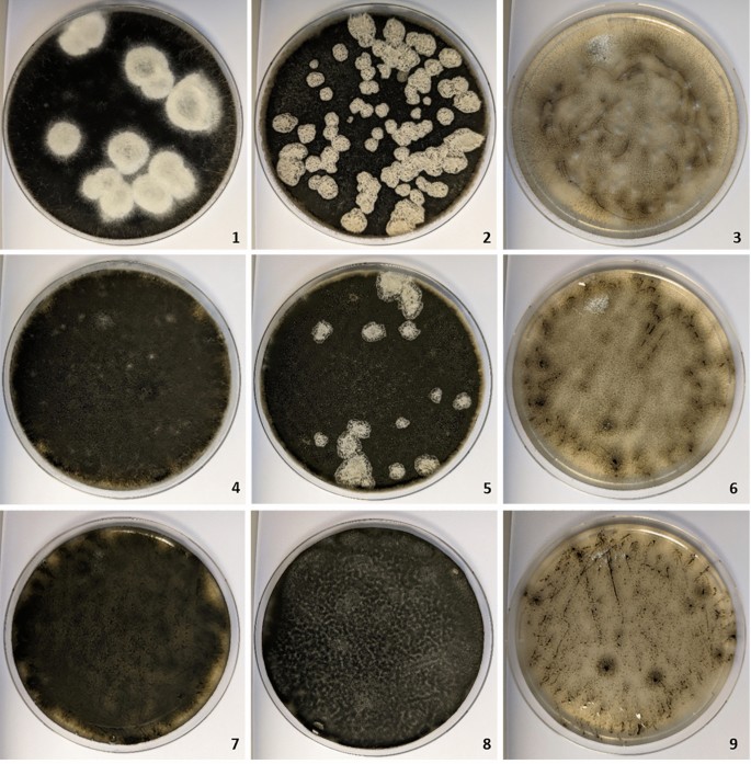 Variability in Alternaria alternata spore characteristics under ...