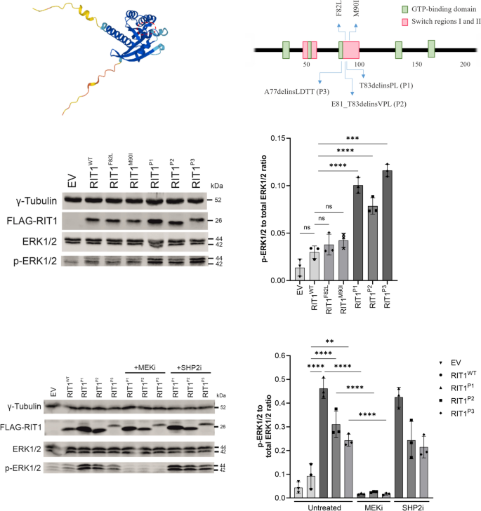 Somatic RIT1 delins in arteriovenous malformations hyperactivate RAS ...