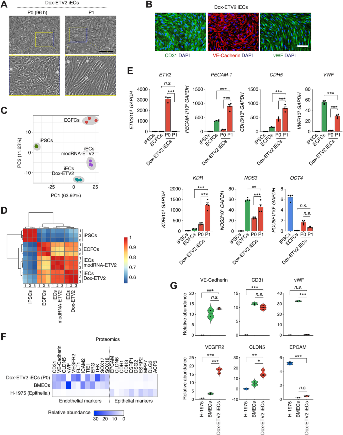 A streamlined method to generate endothelial cells from human ...