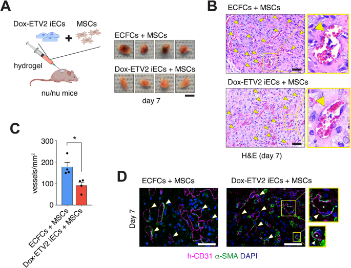 A streamlined method to generate endothelial cells from human ...
