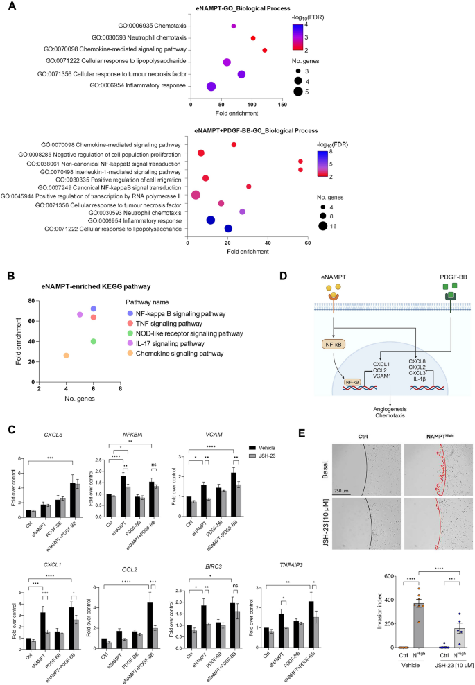 Extracellular nicotinamide phosphoribosyltransferase (eNAMPT) drives ...