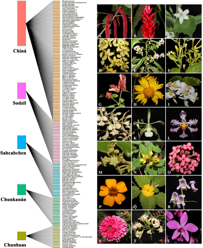 Home gardens as a Mayan biocultural reservoir of flora in the northern ...
