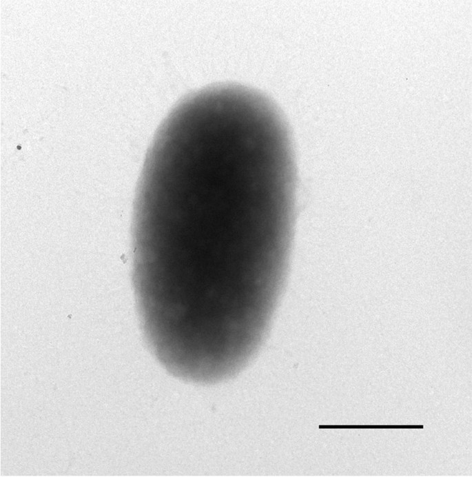 Photobacterium pectinilyticum sp. nov., a novel bacterium isolated from ...