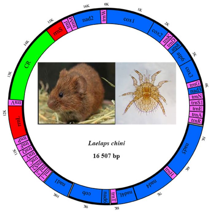 The first complete mitochondrial genome of the genus Laelaps with novel ...