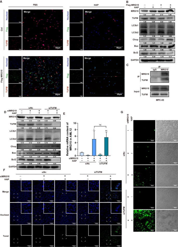 MRG15 promotes cell apoptosis through inhibition of mitophagy in ...