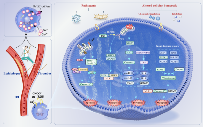 The molecular mechanisms and therapeutic implications of PANoptosis in ...