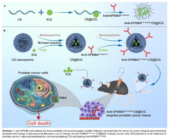 Dual-functional Anti-hPSMAEC domain nanocapsules for targeted ...