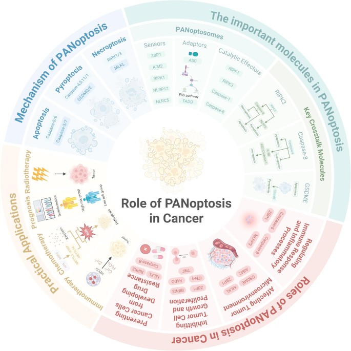 Role of PANoptosis in cancer: Molecular mechanisms and therapeutic opportunities | Apoptosis