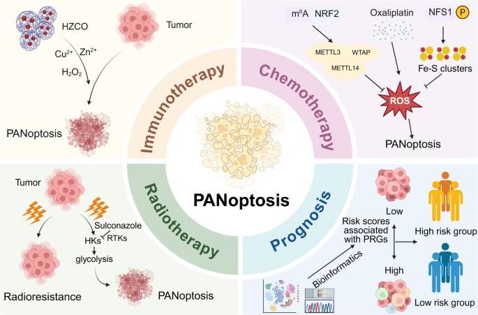 Role of PANoptosis in cancer: Molecular mechanisms and therapeutic ...