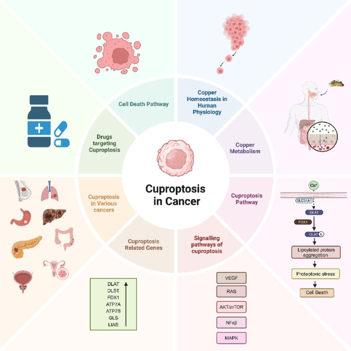 Harnessing cuproptosis: a new avenue for targeted cancer therapies ...