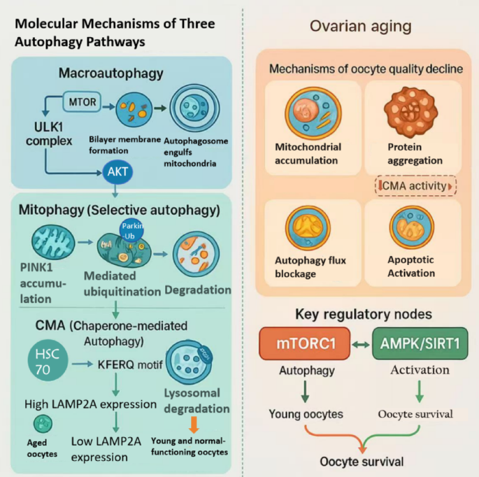 Mechanistic study on the role of multi-pathway autophagy in ovarian ...