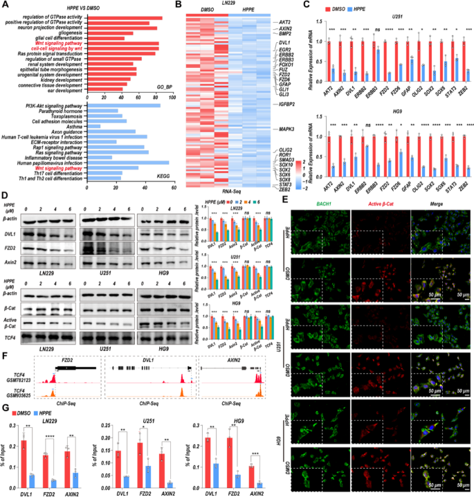 Targeting BACH1 by HPPE inhibits the Wnt/β-catenin pathway and ...
