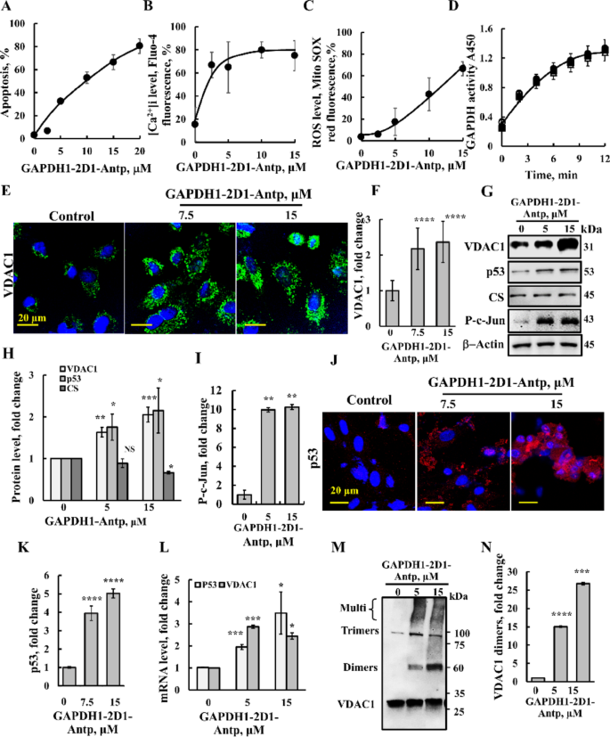 VDAC1-interacting proteins: binding site mapping and their derived ...