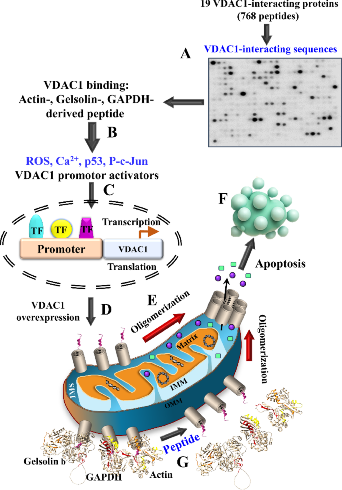 VDAC1-interacting proteins: binding site mapping and their derived ...