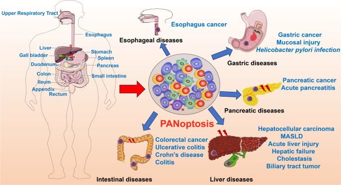 PANoptosis: potential new targets and therapeutic prospects in digestive diseases | Apoptosis
