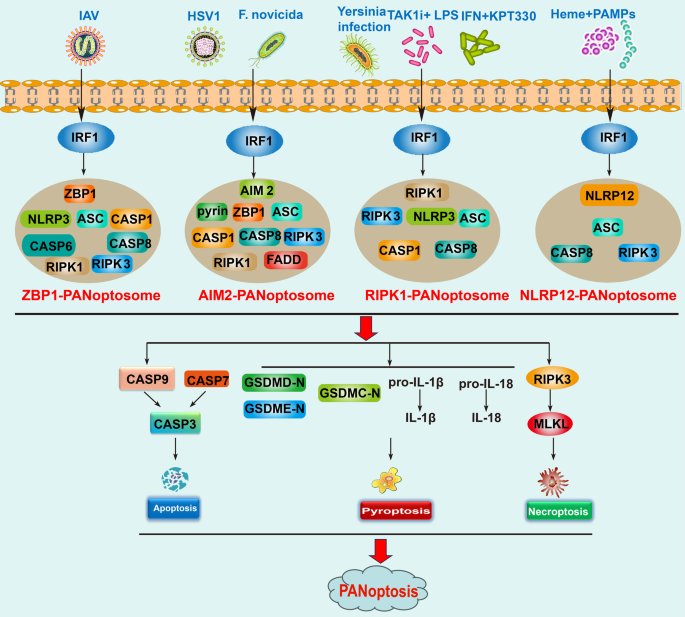 PANoptosis: potential new targets and therapeutic prospects in digestive diseases | Apoptosis