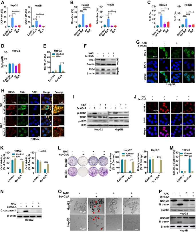 Inhibition of LDHA promotes GSDME-dependent pyroptosis by activating ...