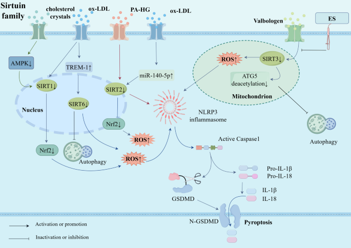 Cross-regulation of autophagy and pyroptosis: a new perspective on the ...
