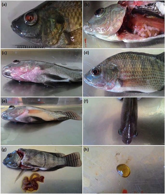Ranavirus frog virus 3 infection in Nile tilapia: evidence of ...