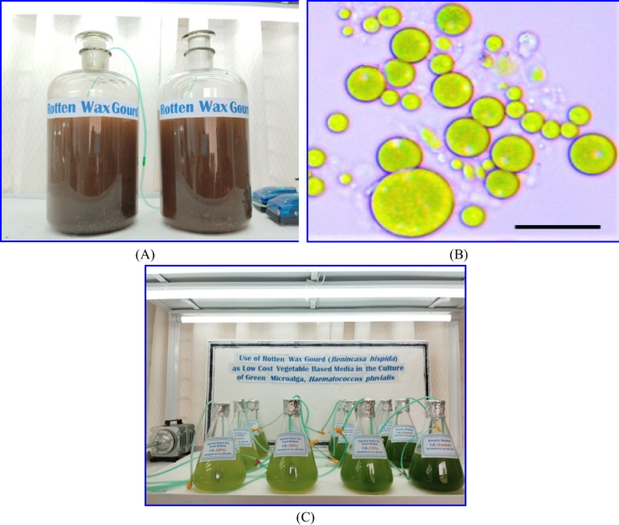 Culture of the green microalga, Haematococcus pluvialis, in low-cost ...
