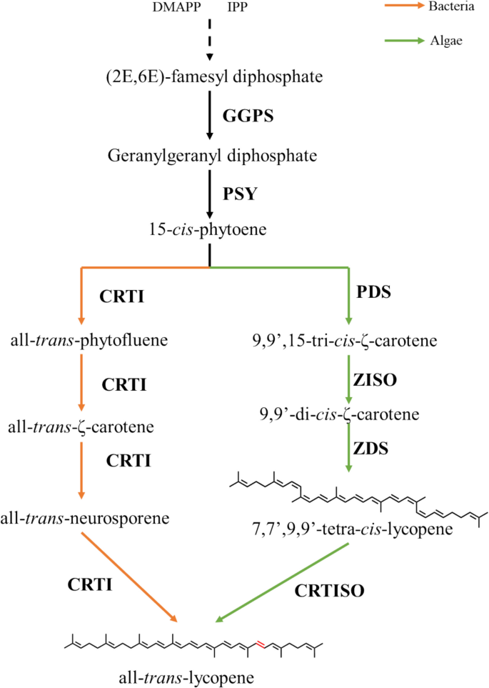 Comparative characterization of CRTISO from D. salina and D. bardawil ...