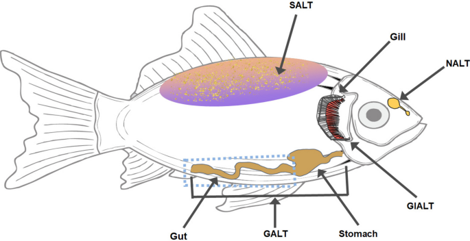 Mucosal immunity of farmed fish within aquaculture: Mechanisms ...