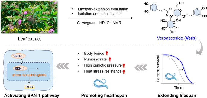 Verbascoside from Callicarpa nudiflora Hook extends lifespan in ...