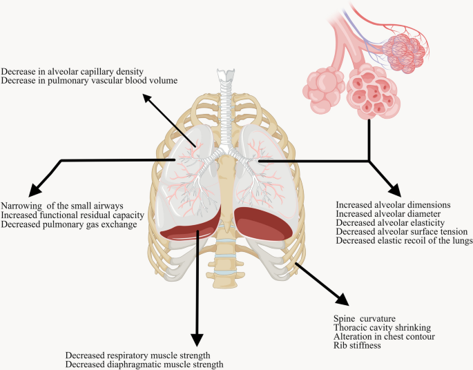 Wnt signaling pathway in lung aging and aging-related chronic lung ...