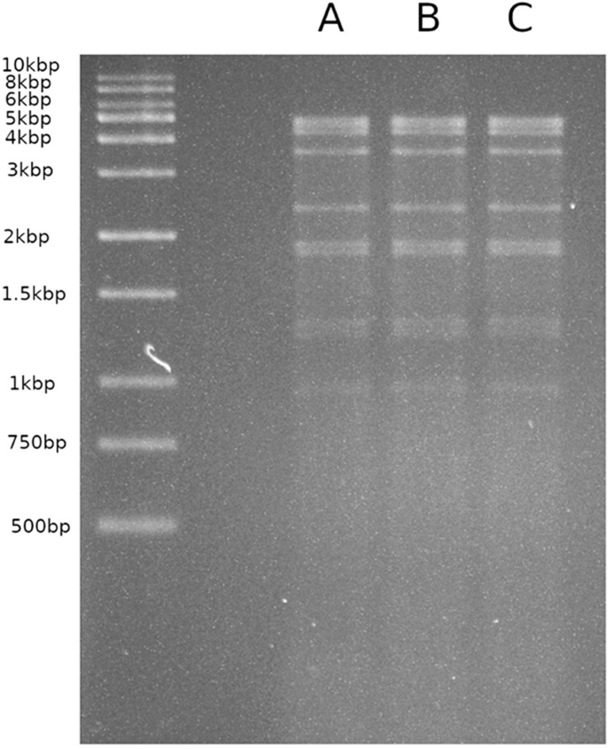 Characterization of a cypovirus isolate in Noctuoidea pests: host range ...