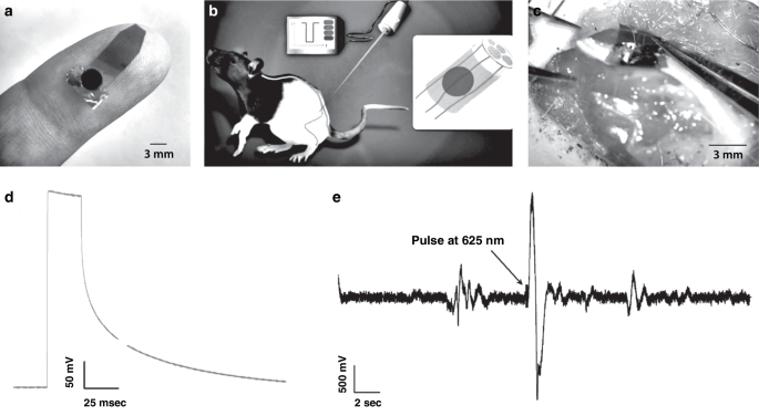 An organic semiconductor implant for wireless stimulation of rat ...