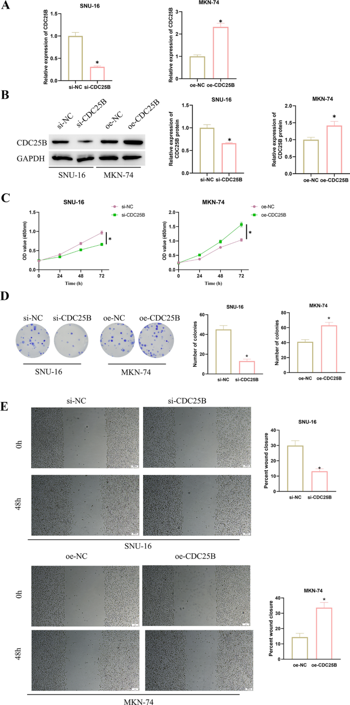 E2F1 Facilitates the Proliferation and Stemness of Gastric Cancer Cells ...
