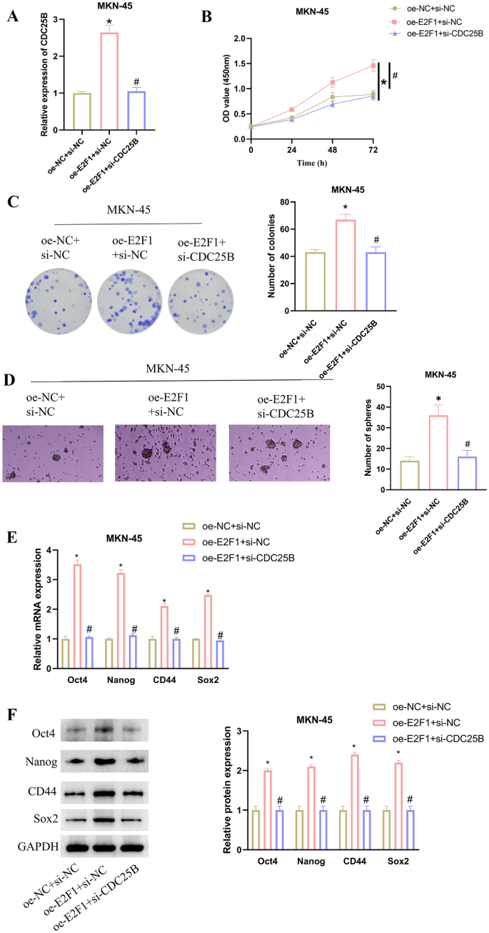 E2F1 Facilitates the Proliferation and Stemness of Gastric Cancer Cells ...