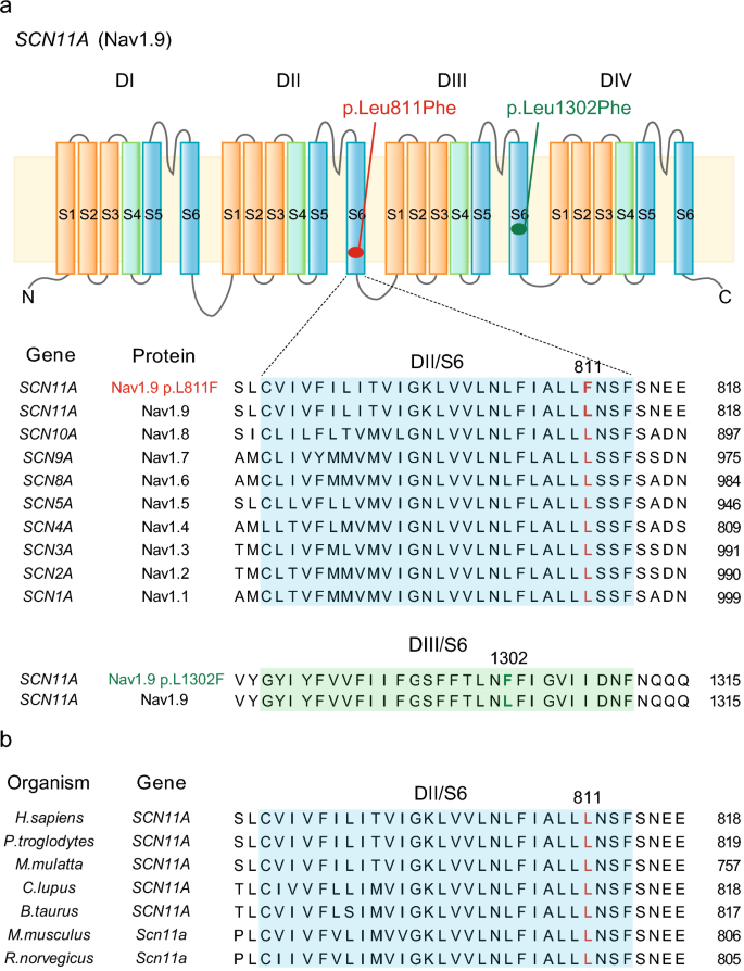 Familial Episodic Pain Syndrome: A Japanese Family Harboring the Novel ...