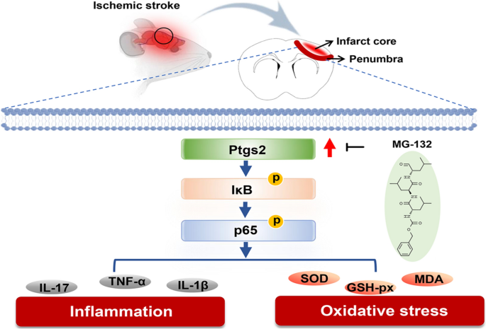 Targeting PTGS2/NF-κB Pathway: MG-132’s Role in Reducing Ischemic ...