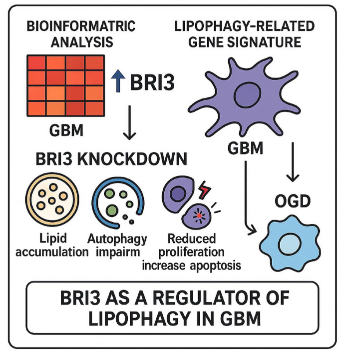 BRI3 Orchestrates Lipid Metabolism and Autophagy in Glioblastoma ...
