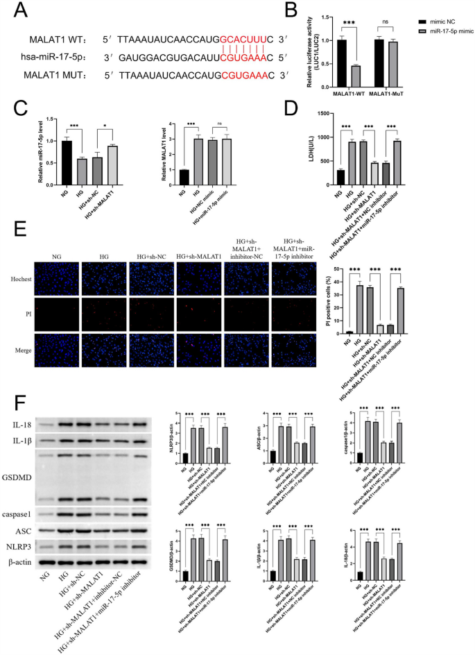 Knockdown of Long Non-coding RNA-MALAT1 Ameliorates Diabetic Lower Limb ...