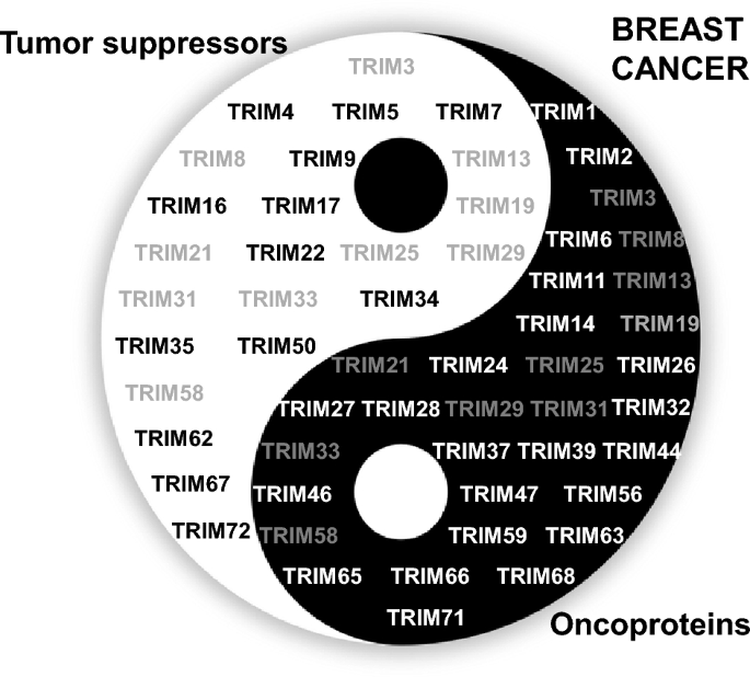 TRIM Protein Superfamily in Breast Cancer: Yin and Yang | Biochemical ...