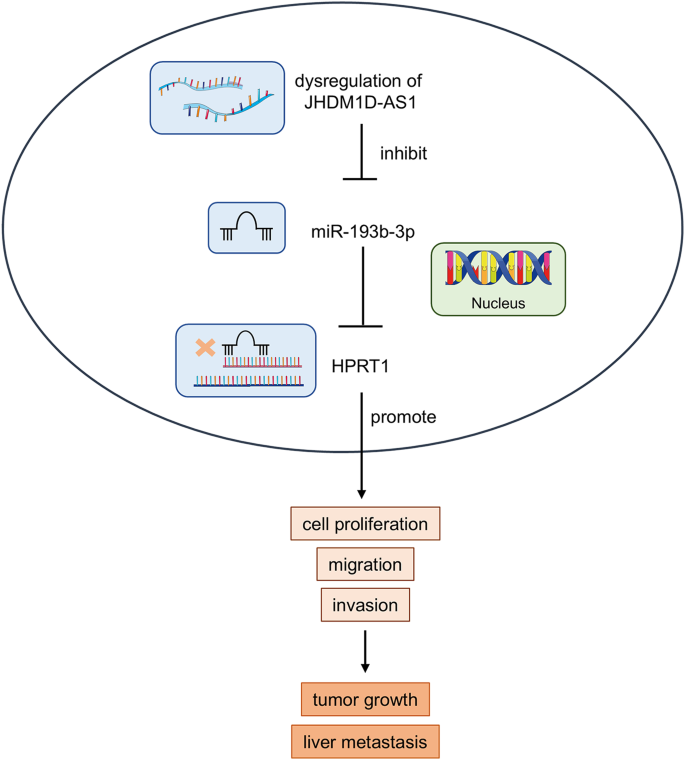 JHDM1D-AS1 Facilitates Progression of Colorectal Cancer via the miR ...