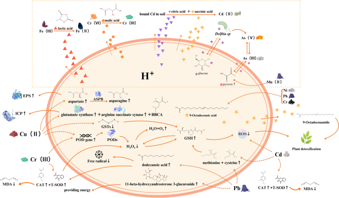 Metabolic response of Bacillus spp. to heavy metal stress: pathway ...