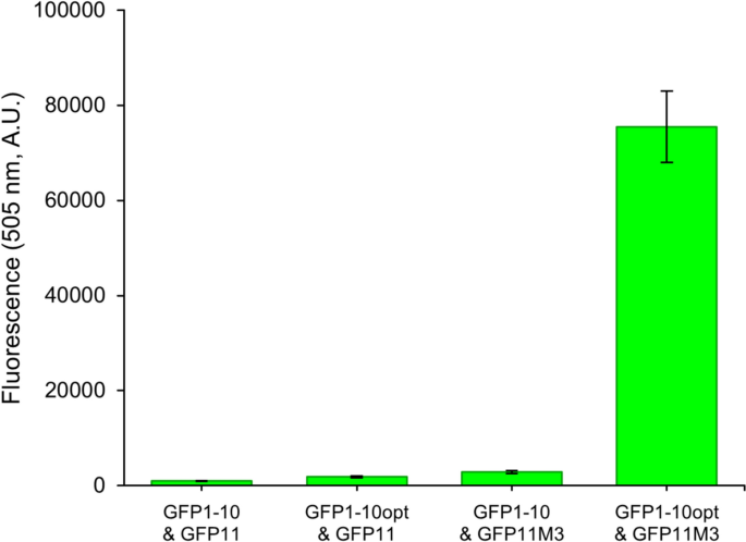 Construction of a bacterial surface display system using split green ...