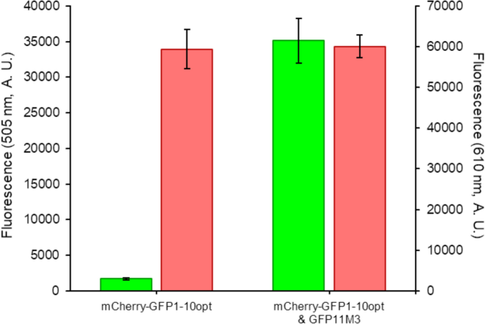 Construction of a bacterial surface display system using split green ...