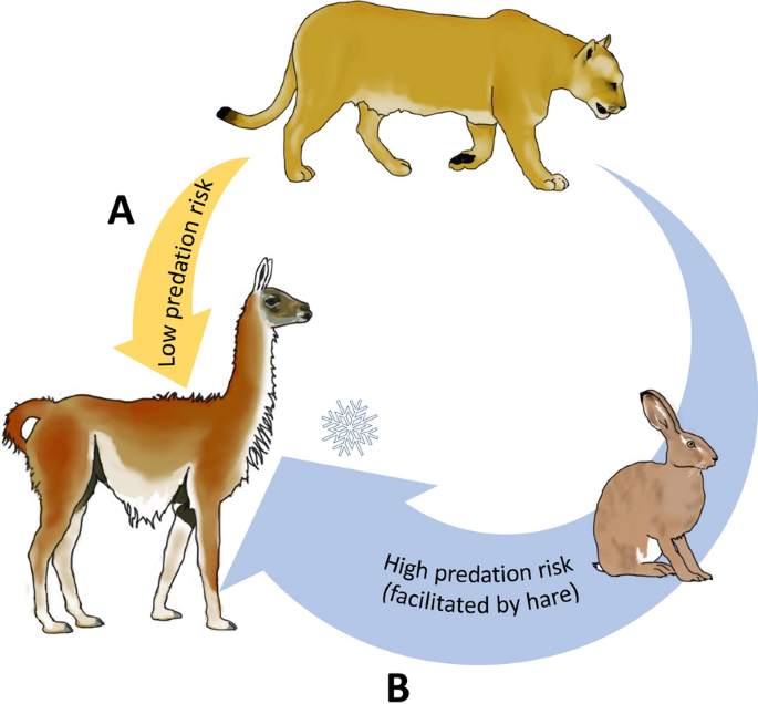 Could invasive lagomorphs increase the predation risk for guanaco (Lama ...