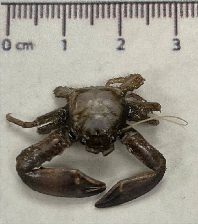 Invasive crab positively correlated with native predatory crab species ...