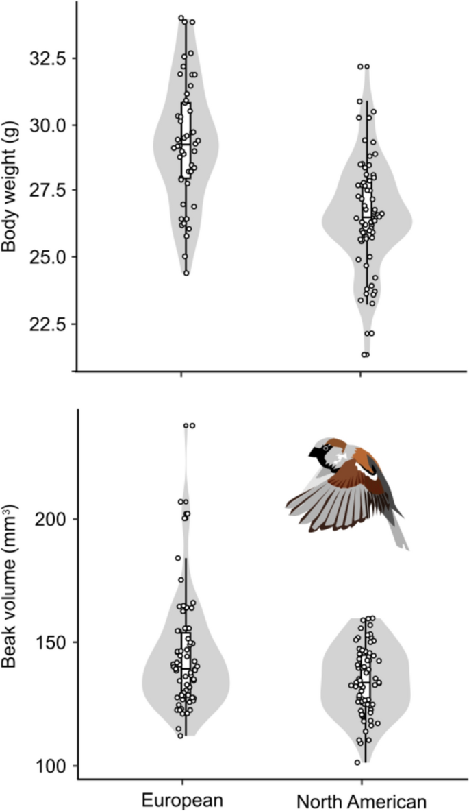 Chirping across continents: variation in urban house sparrow (Passer ...