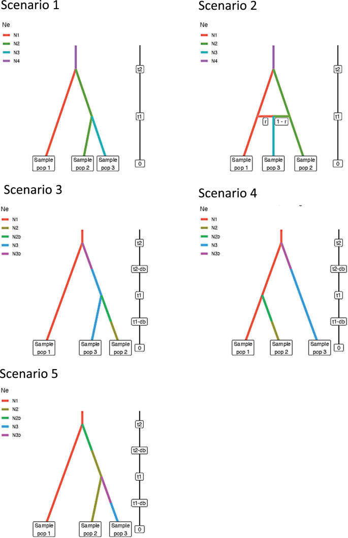 Population genomics and genetic diversity of the invasive chrysanthemum ...