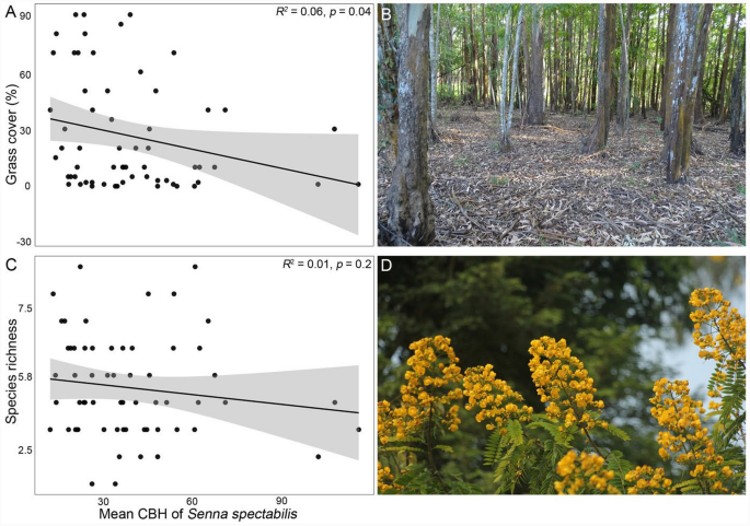 Unveiling management suggestions for the invasive tree Senna ...