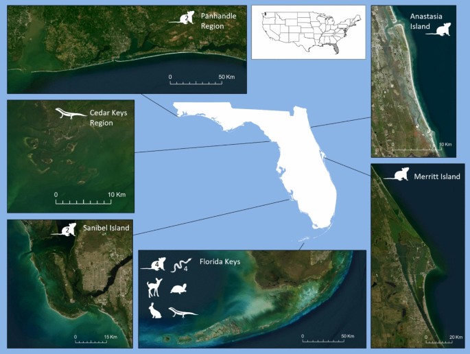 Sea level rise threatens Florida’s insular vertebrate biodiversity ...