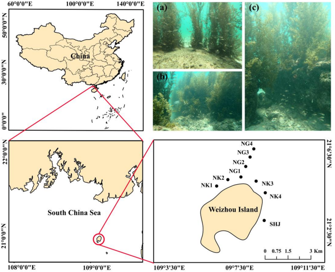 DNA metabarcoding reveals the importance of seaweed beds in the ...